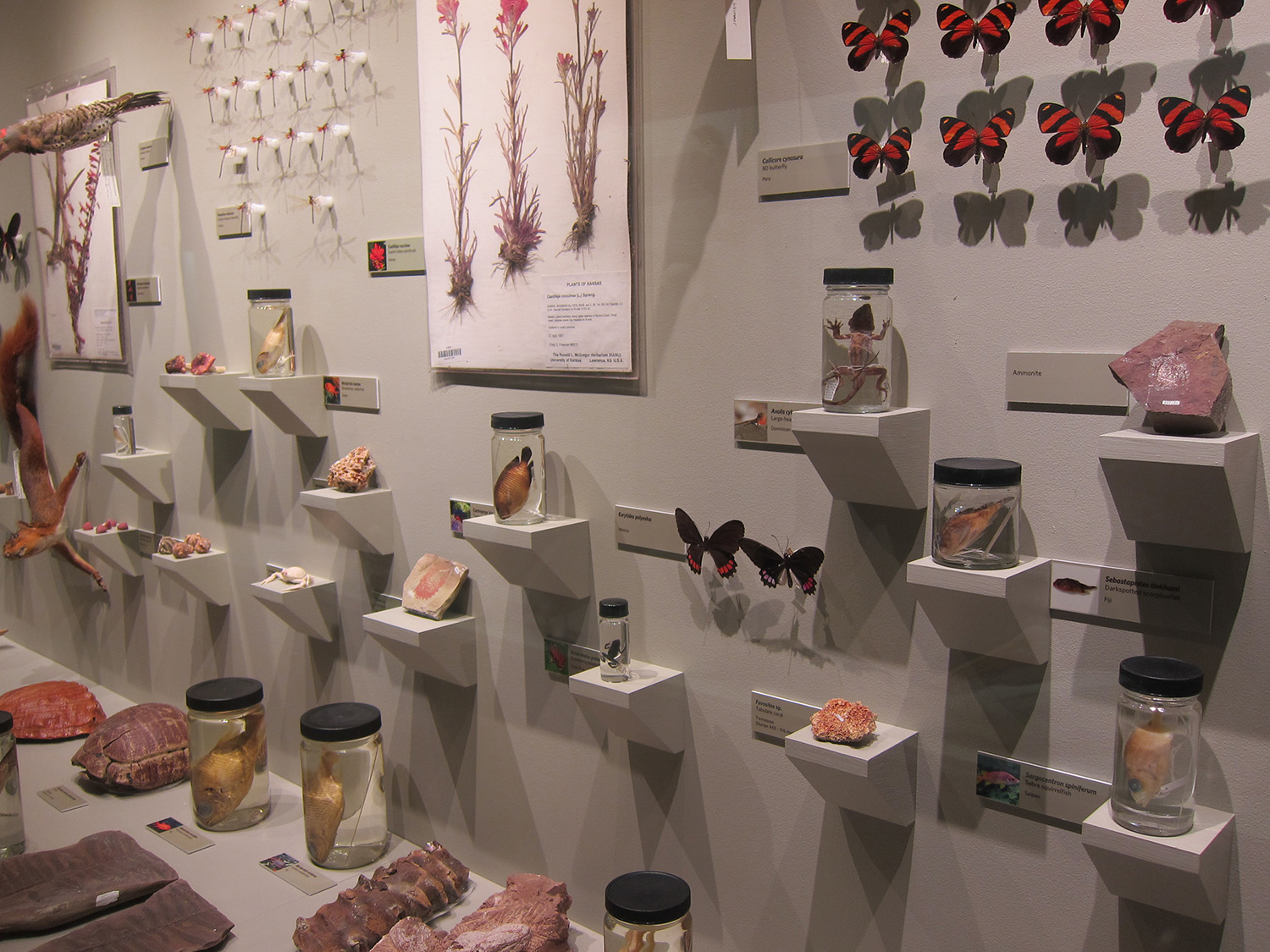 Explore Exhibits | KU Biodiversity Institute and Natural History Museum
